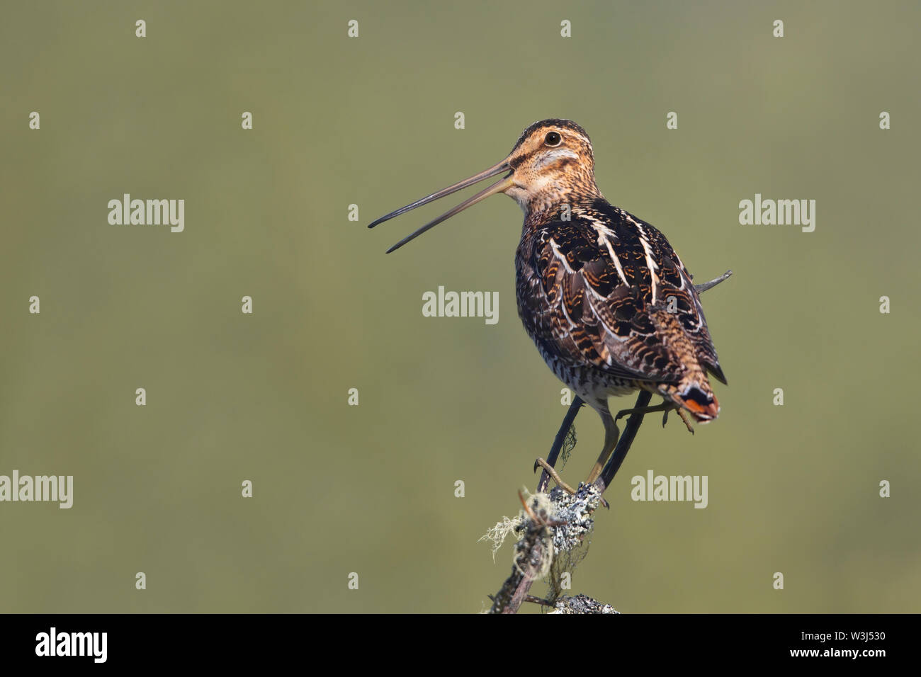 Wilsonsnipe hi-res stock photography and images - Alamy
