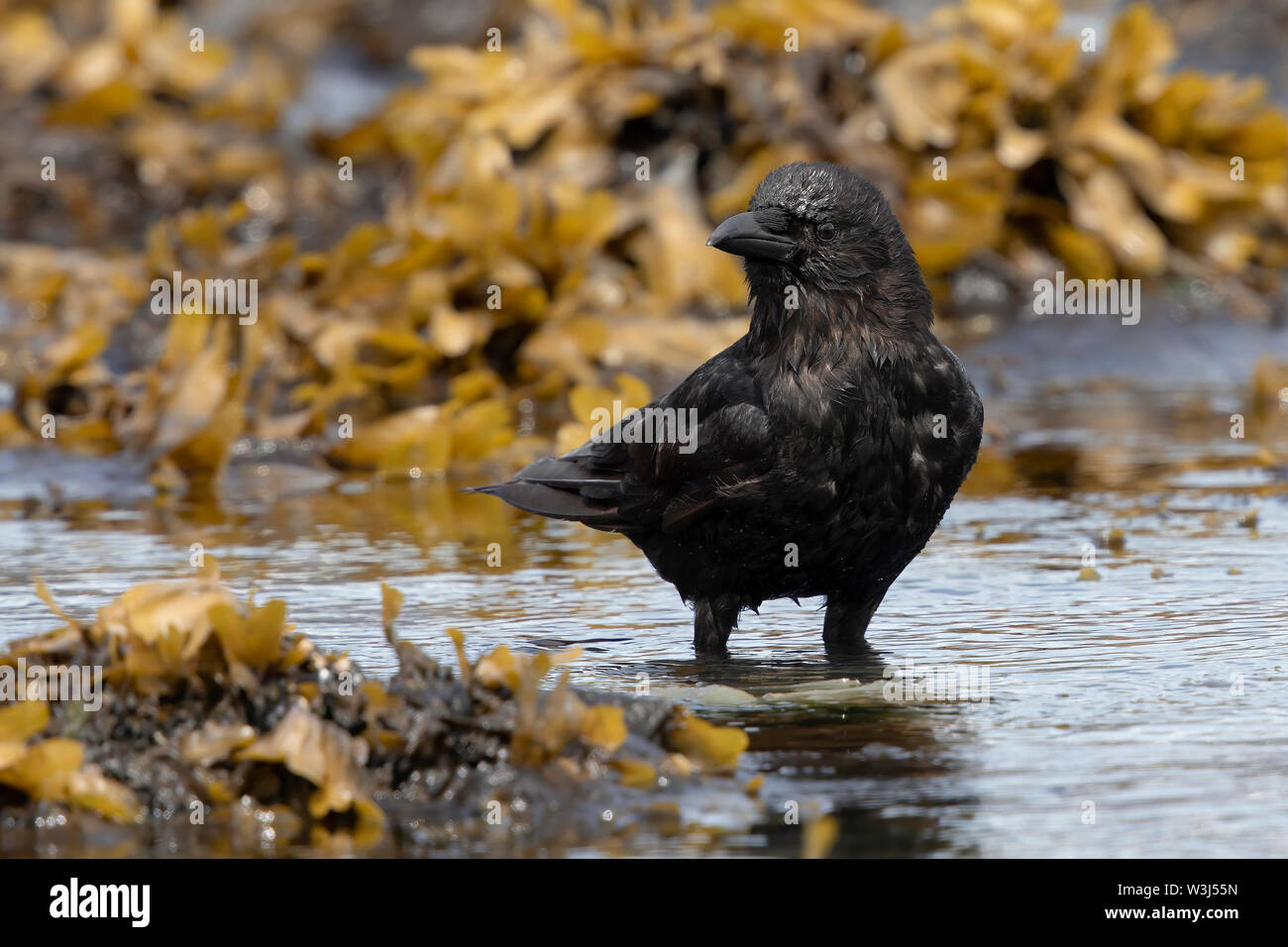 Northwestern crow hi-res stock photography and images - Alamy