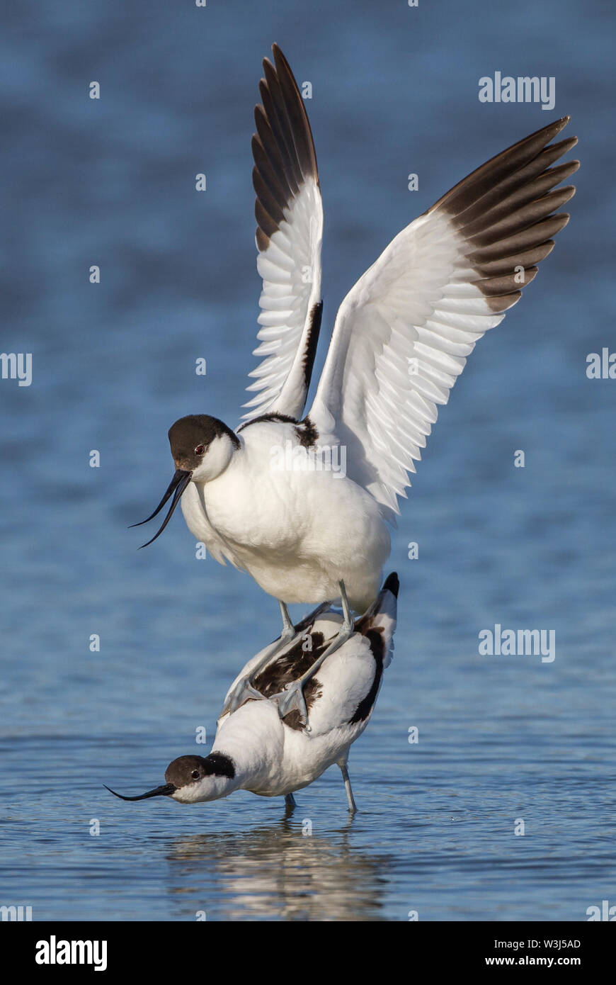 American pied avocet hi-res stock photography and images - Alamy