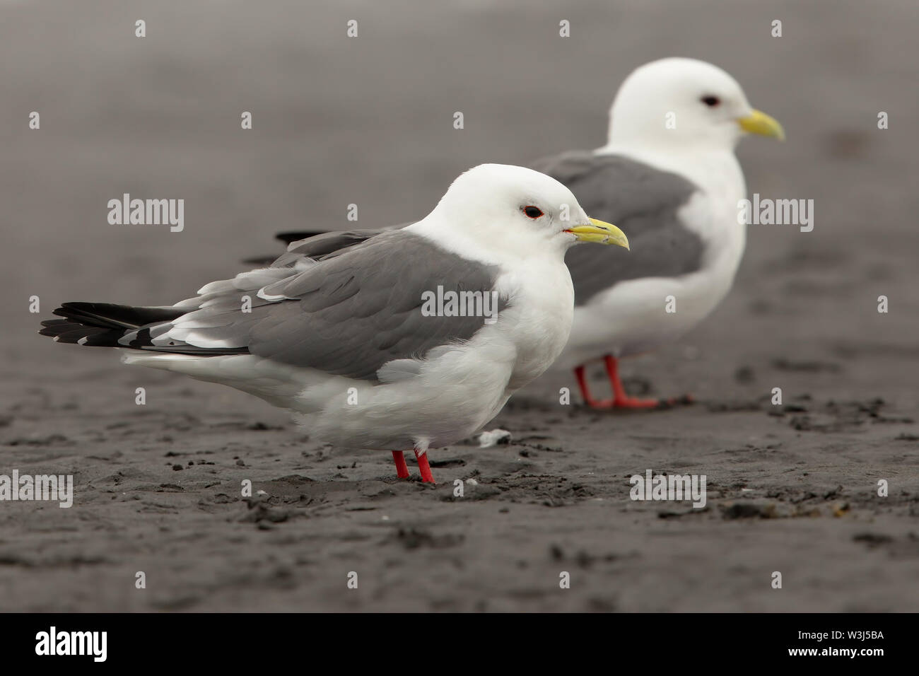 Red legged kittiwake hi-res stock photography and images - Alamy