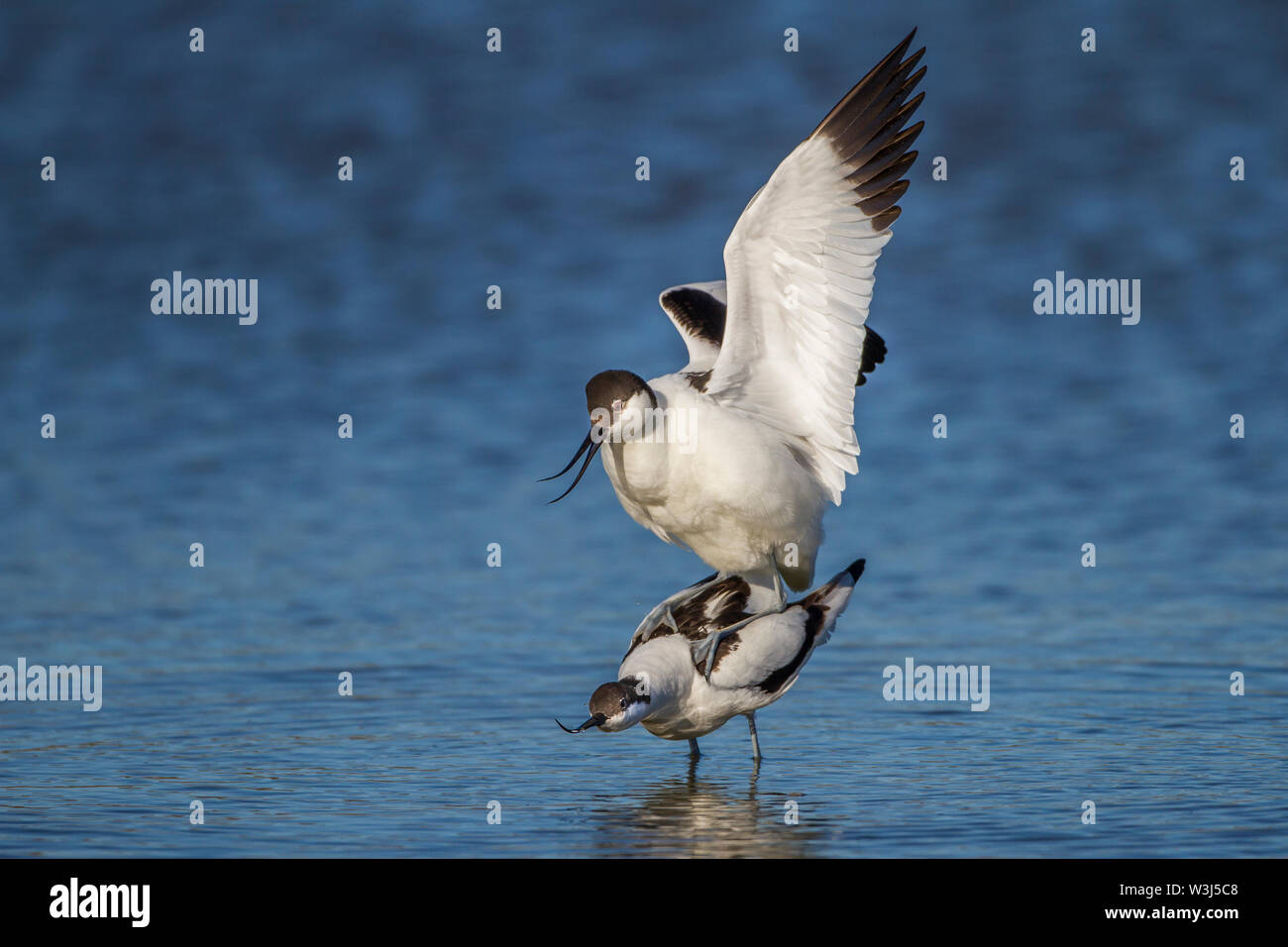 American pied avocet hi-res stock photography and images - Alamy