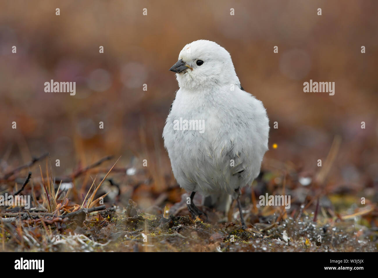 Mimetism High Resolution Stock Photography and Images - Alamy