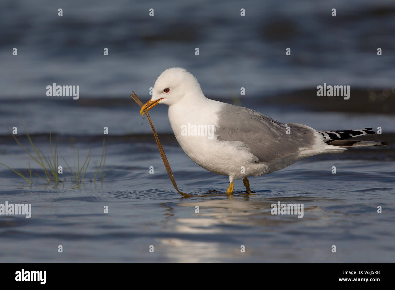 Mew gull breeding america hi-res stock photography and images - Alamy