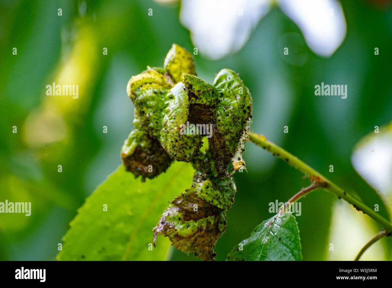 Leaf desease hi-res stock photography and images - Alamy Leaf desease hi-res stock photography and images - Alamy