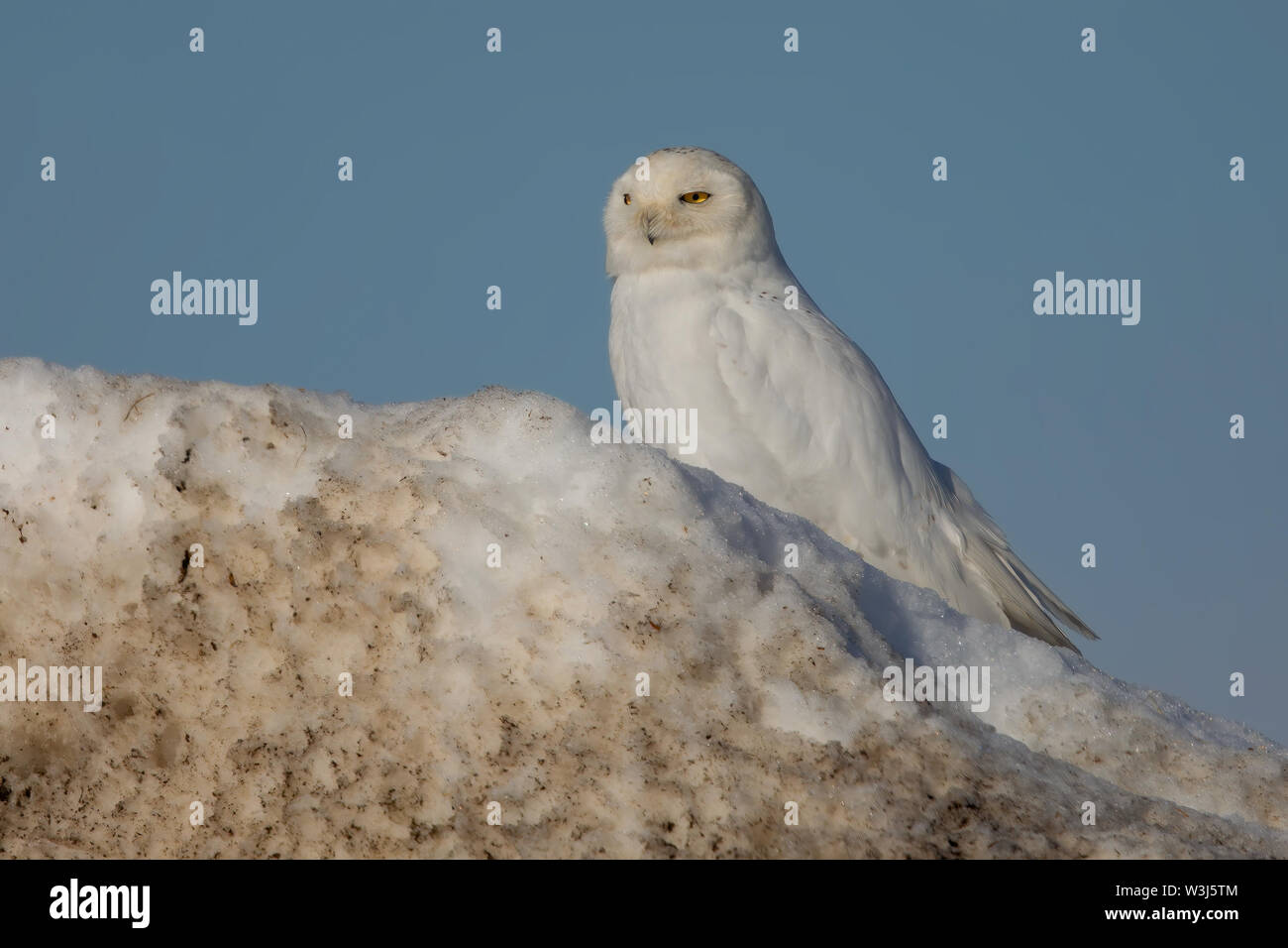 Barrow owl hi-res stock photography and images - Alamy
