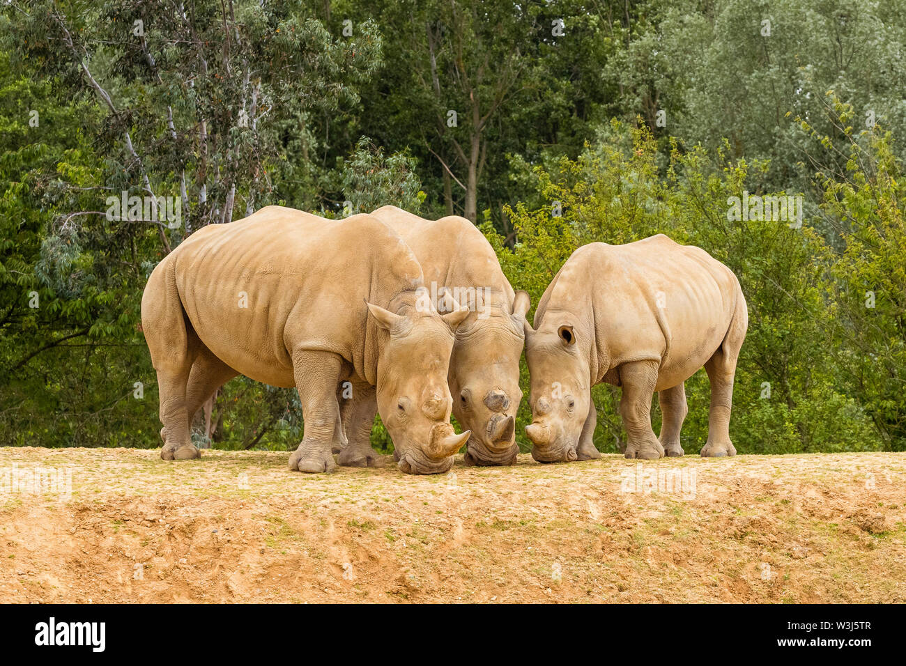 Three White Rhinoceros Together ( Ceratotherium simum Stock Photo - Alamy