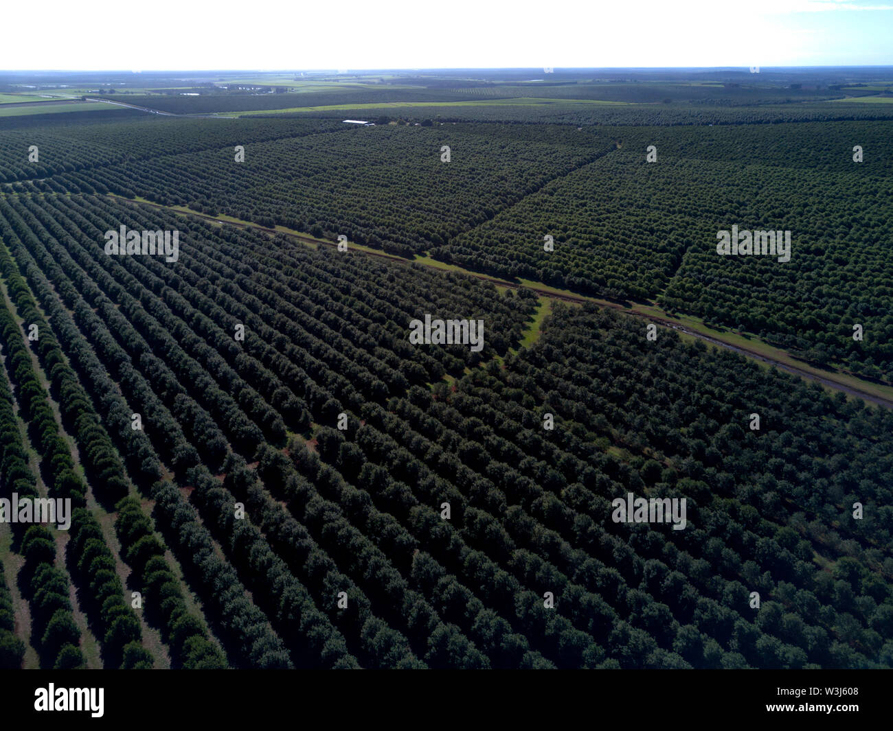 Aerial of macadamia nut plantations which are taking over as a ...