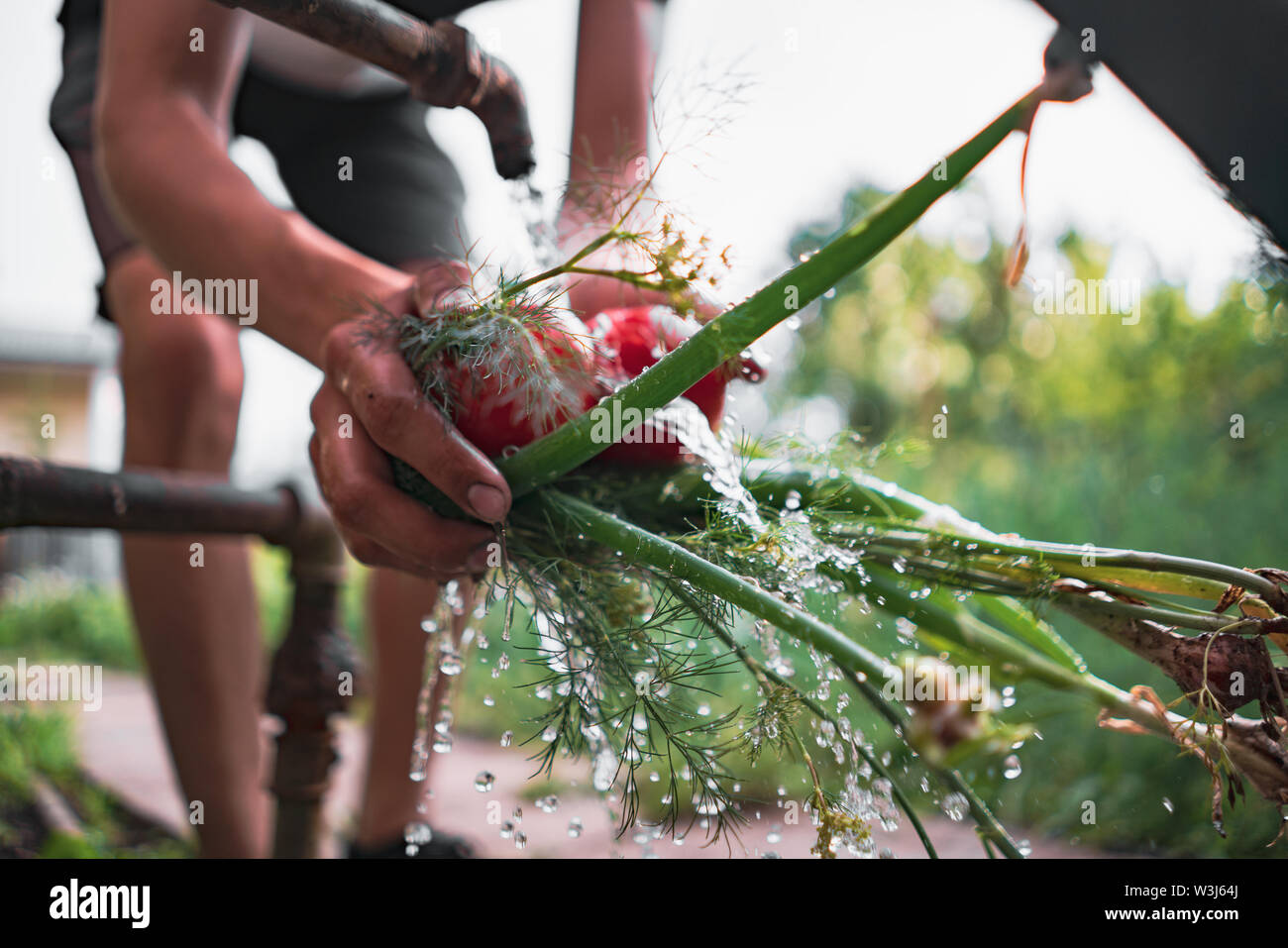farmer hand washing the greenery herb and veggies in the garden with ...