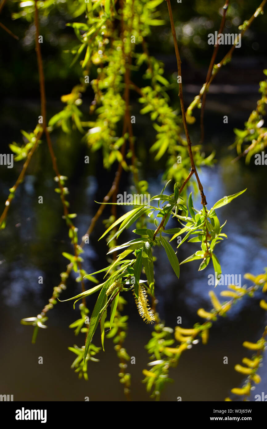 Weeping willow tree salix babylonica hi-res stock photography and ...