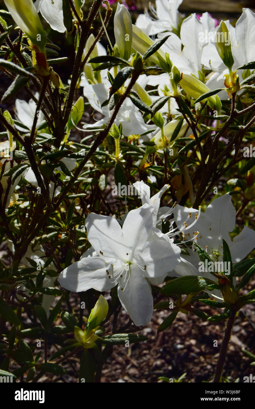 Spring flowers in Aveiro Portugal Stock Photo - Alamy