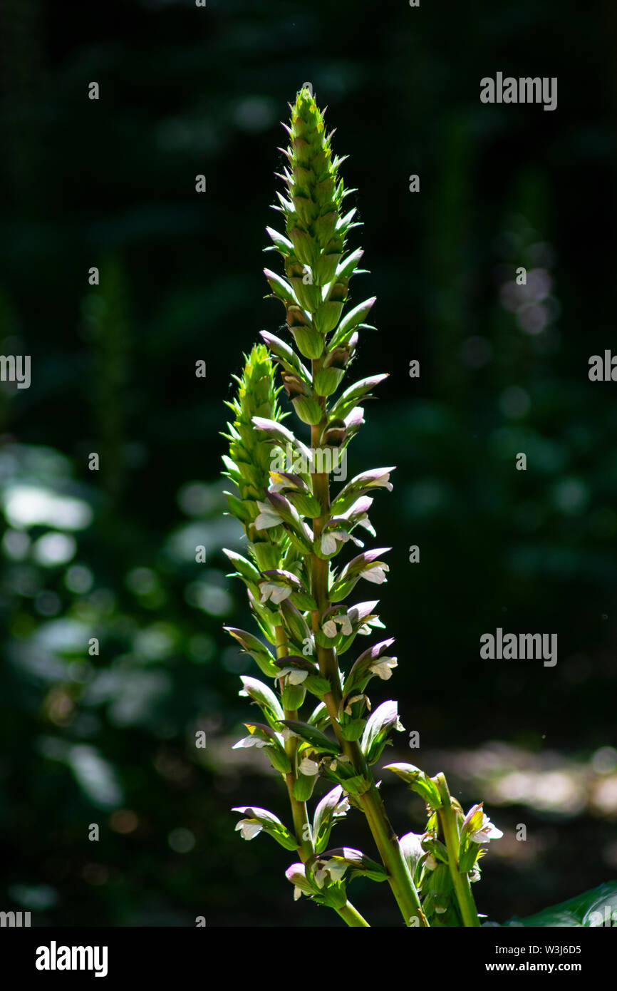 Spring flowers in Aveiro Portugal Stock Photo - Alamy