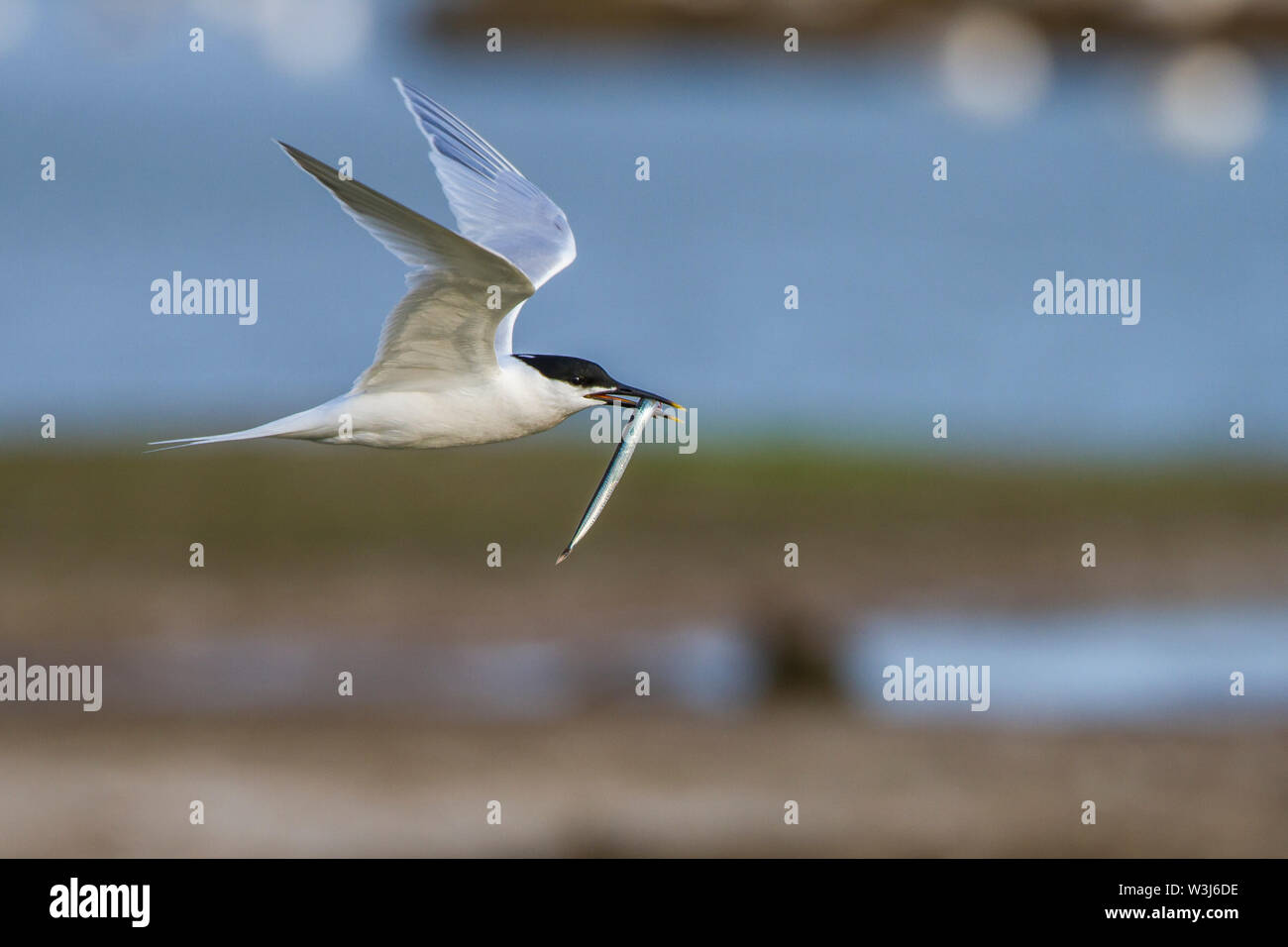 Fire flies netherlands hi-res stock photography and images - Alamy