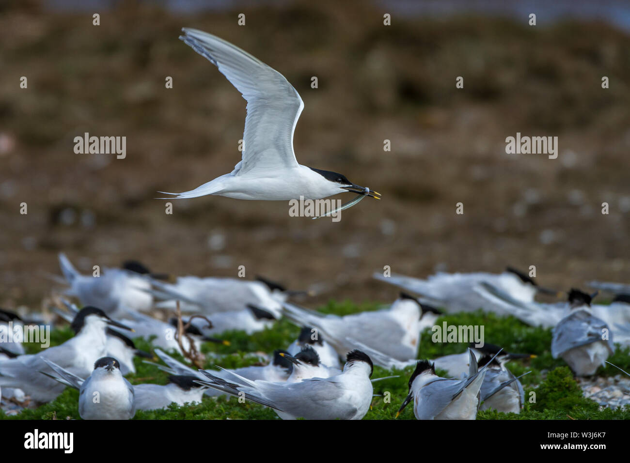 Fire terns hi-res stock photography and images - Alamy