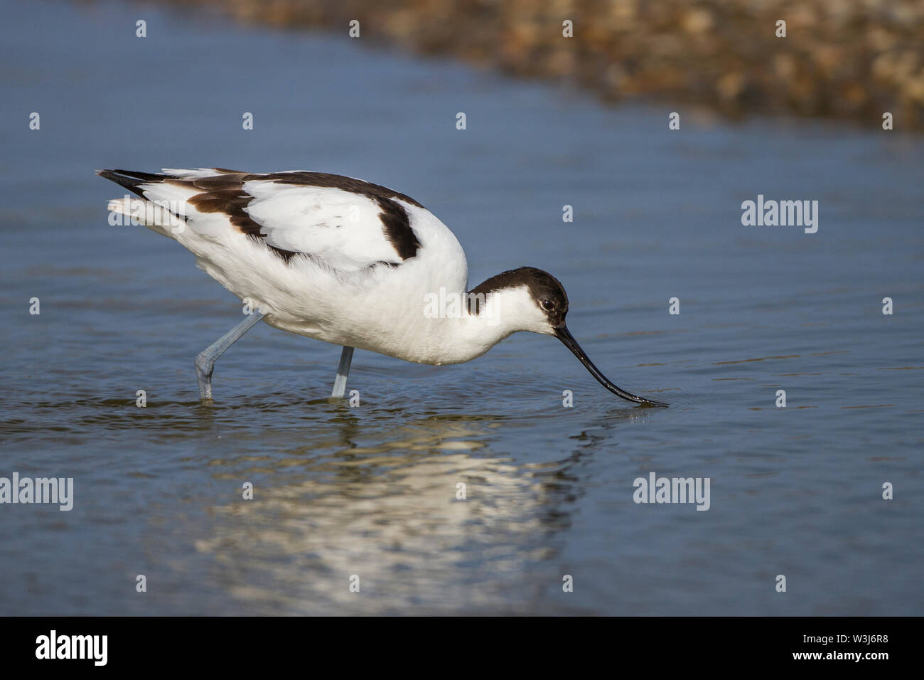 American pied avocet hi-res stock photography and images - Alamy