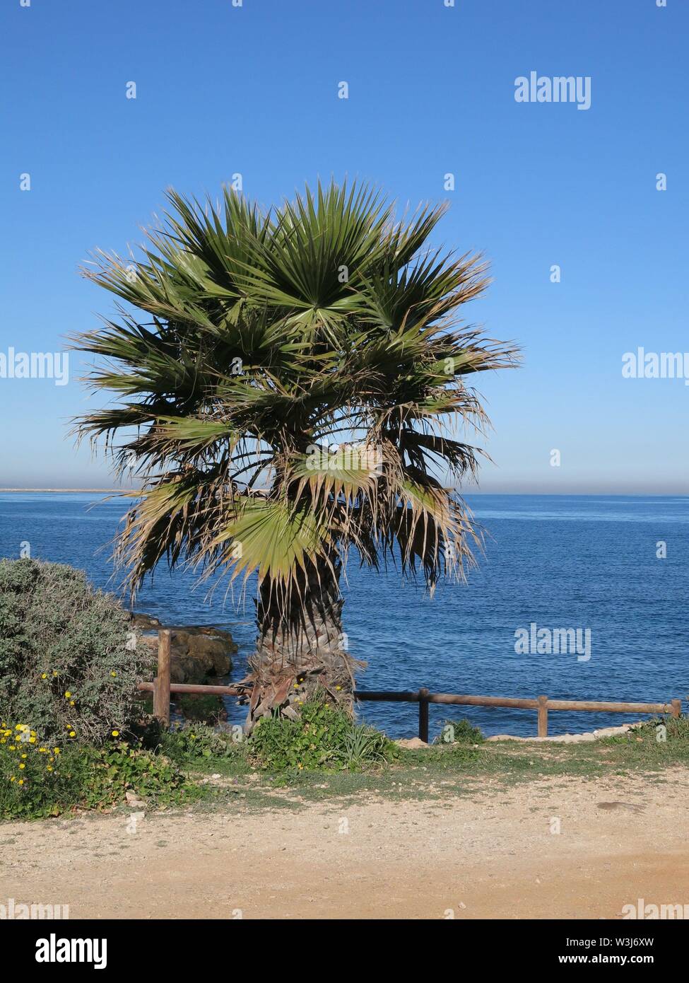 Dwarf palm hi-res stock photography and images - Alamy