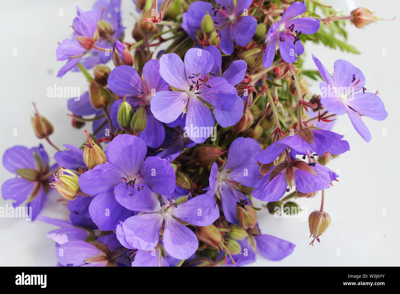 Blue flower of Geranium pratense or Meadow geranium on whiten ...