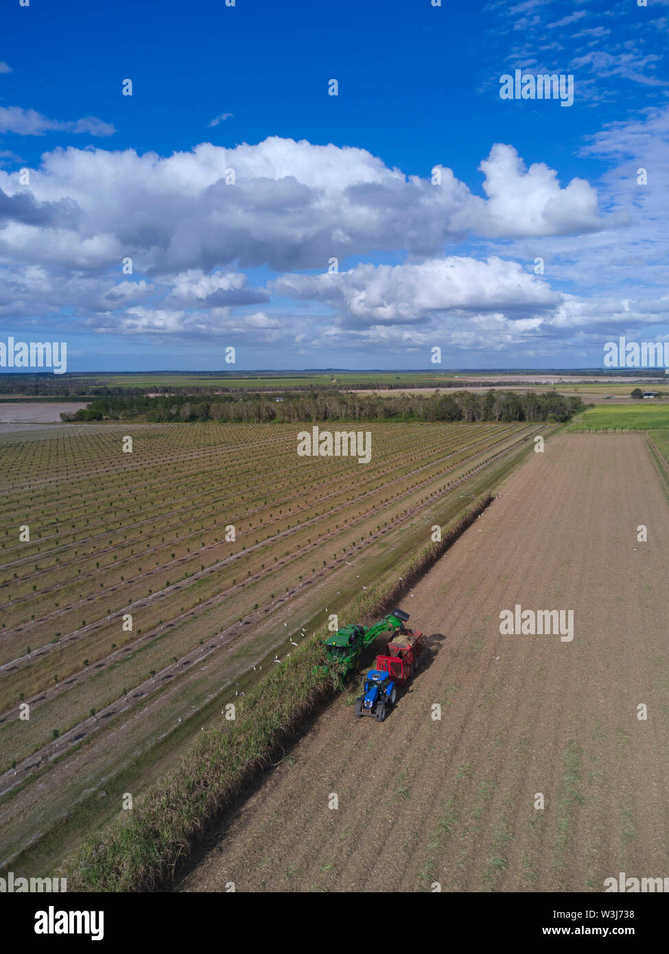 Aerial of combine harvester harvesting sugar cane plantation crop near ...
