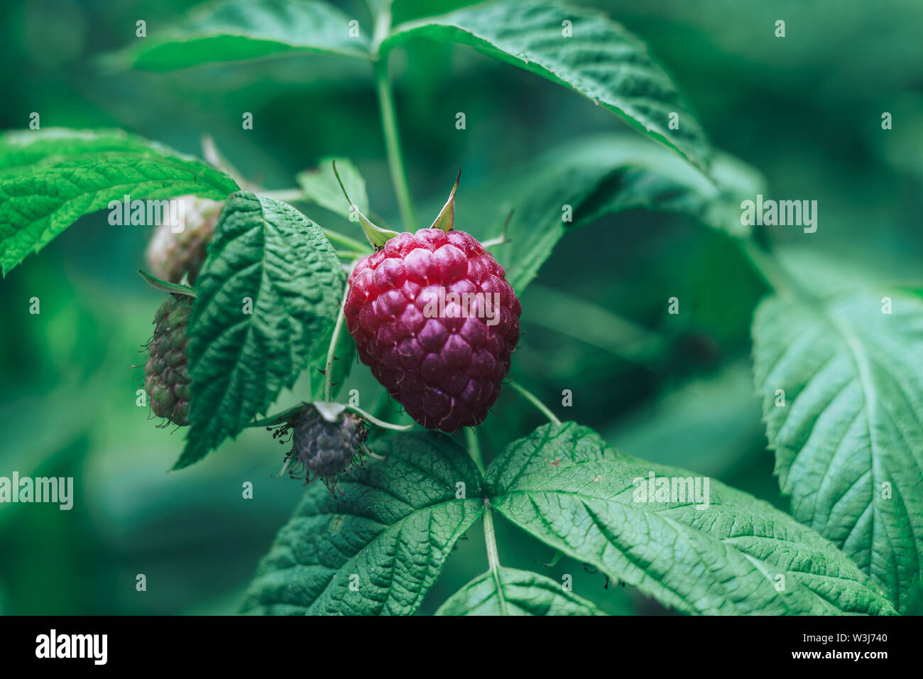 Close up of raspberries on a raspberry bush, on a farm Stock Photo - Alamy