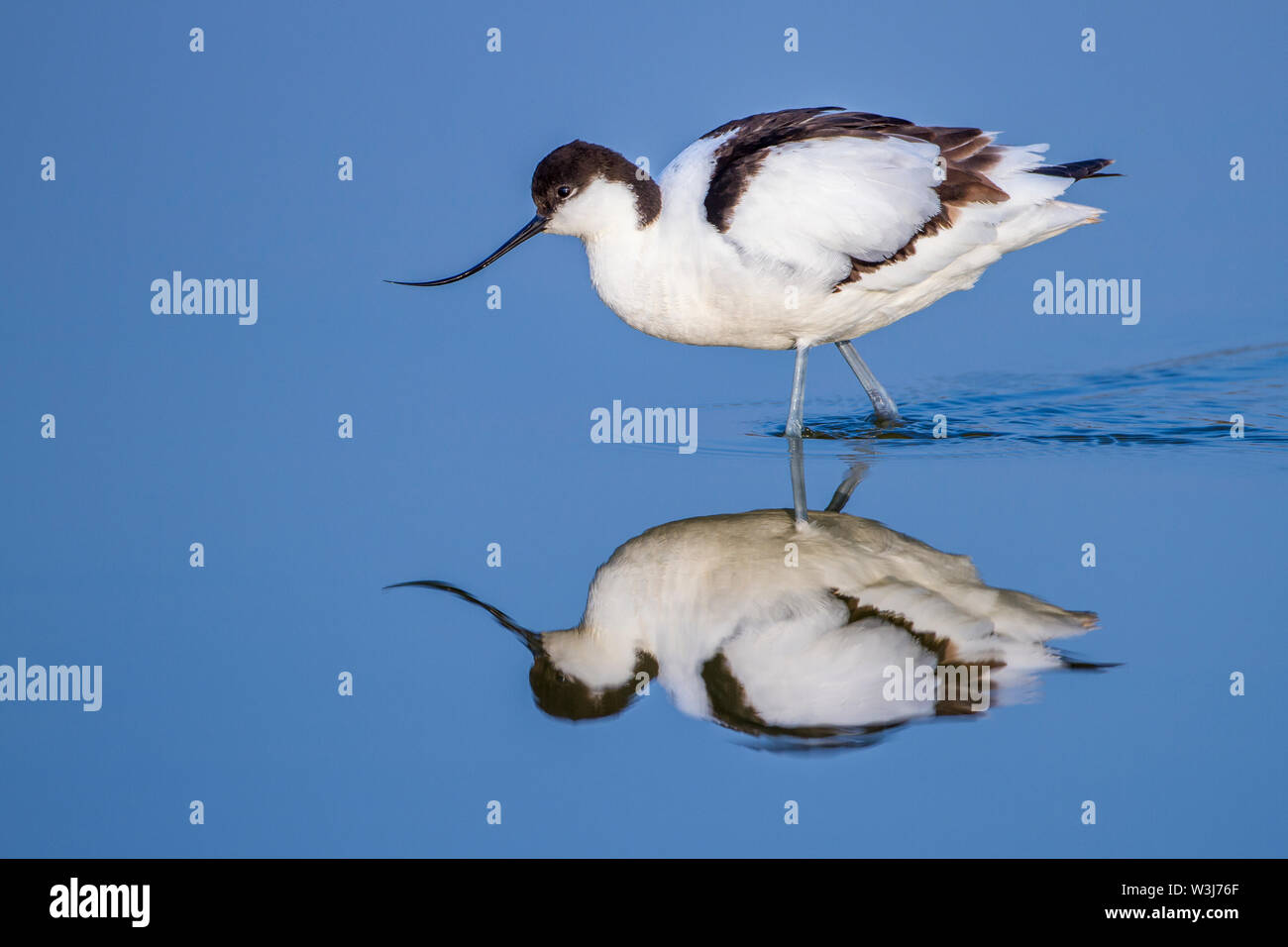American pied avocet hi-res stock photography and images - Alamy
