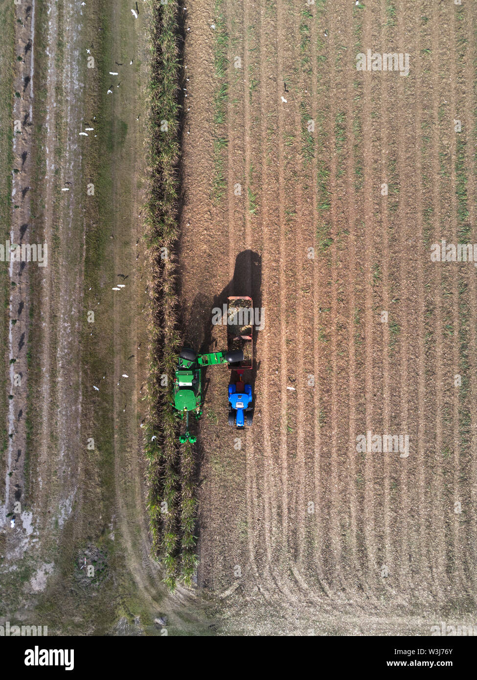 Aerial of combine harvester harvesting sugar cane plantation crop near ...