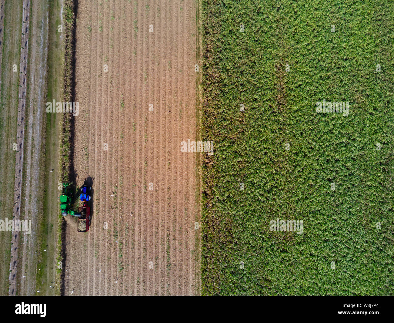 Aerial of combine harvester harvesting sugar cane plantation crop near ...