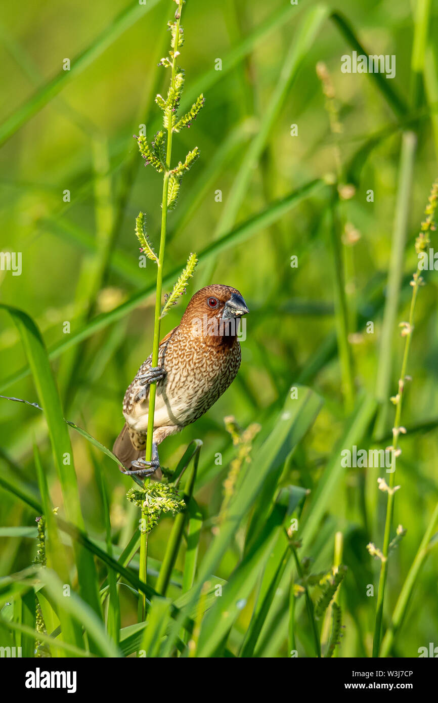 Scaly-Breasted Munia perching on grass stalk looking into a distance ...