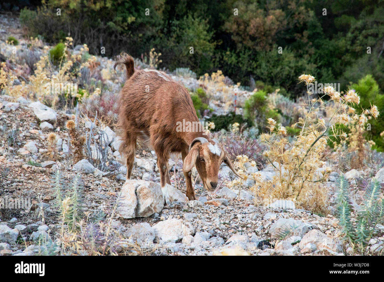 Goat countryside grazing mountains hi-res stock photography and images ...