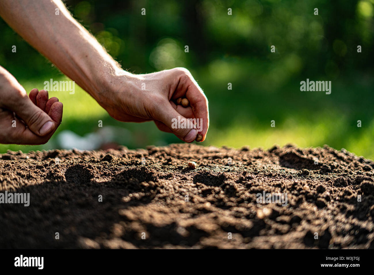 dirty farmer hand puts a plant seed in the hole in the soil Stock Photo ...