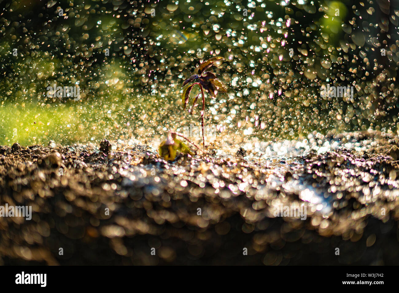 small young plant sprout under the strong heavy rain Stock Photo - Alamy