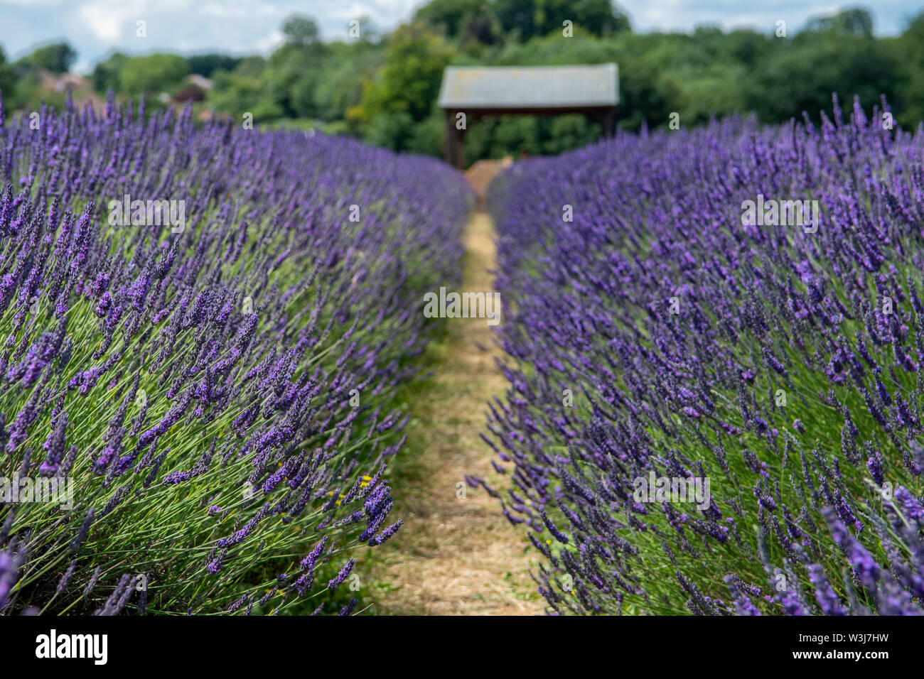 Lavender field in full bloom at Mayfields farm, UK Stock Photo - Alamy
