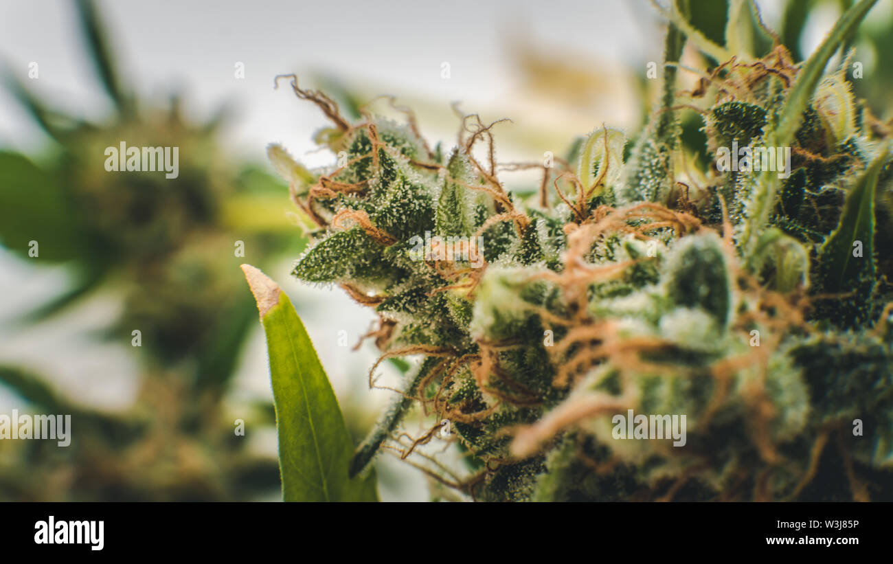 Fresh harvest of medical cannabis. Marijuana buds close-up on white ...