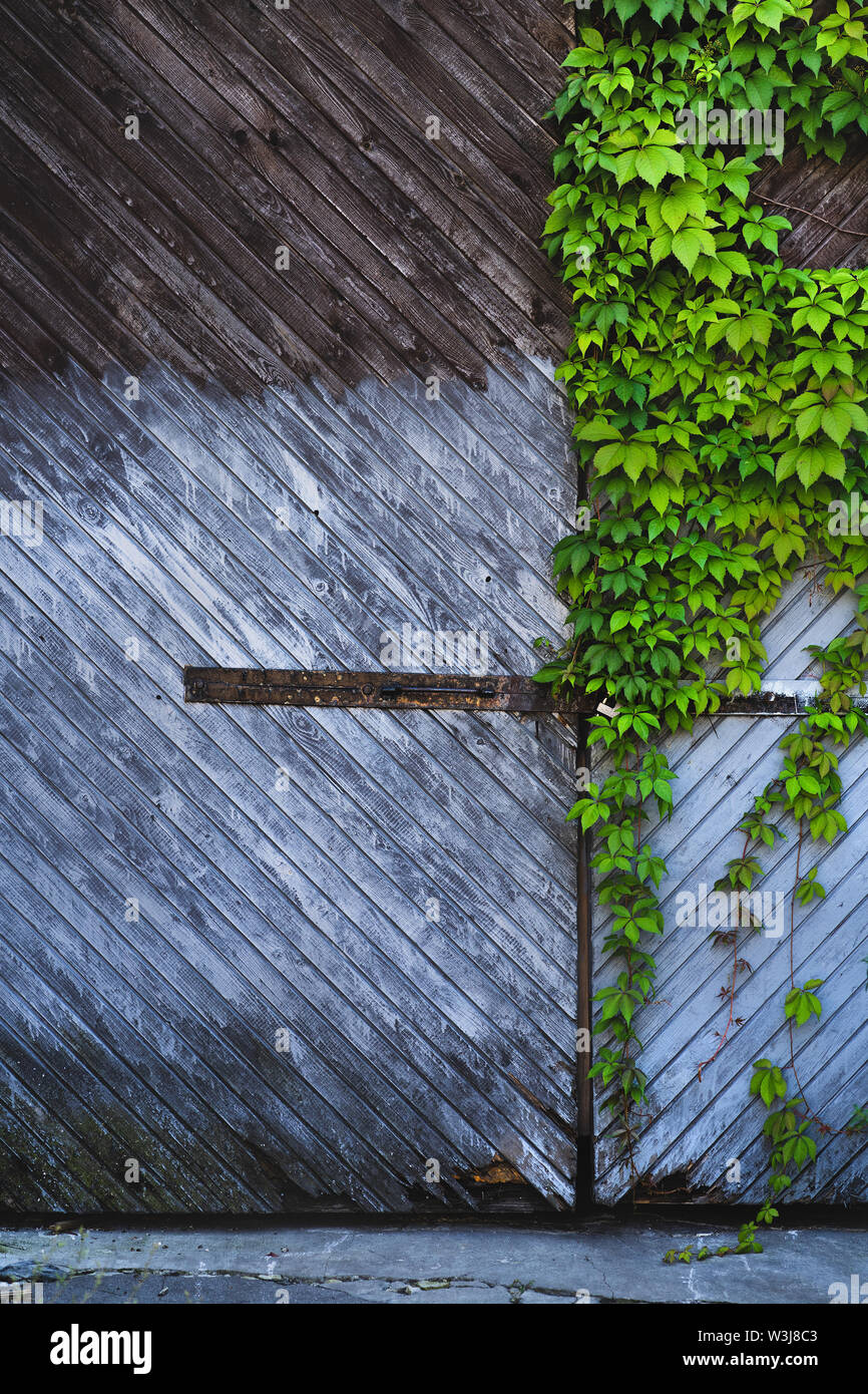 Old gate with green plants Stock Photo - Alamy