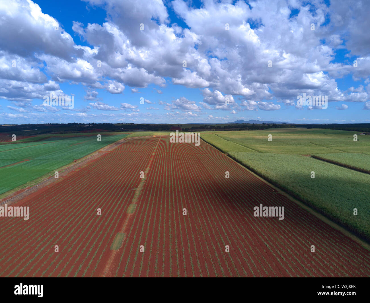Aerial of sugarcane train hauling freshly cut sugar cane to the Isis ...