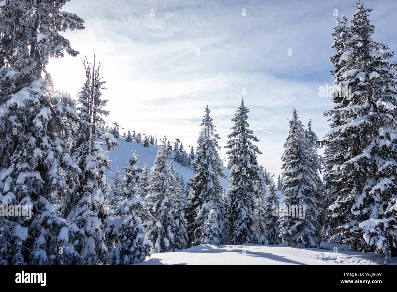 Fairytale tree hi-res stock photography and images - Alamy