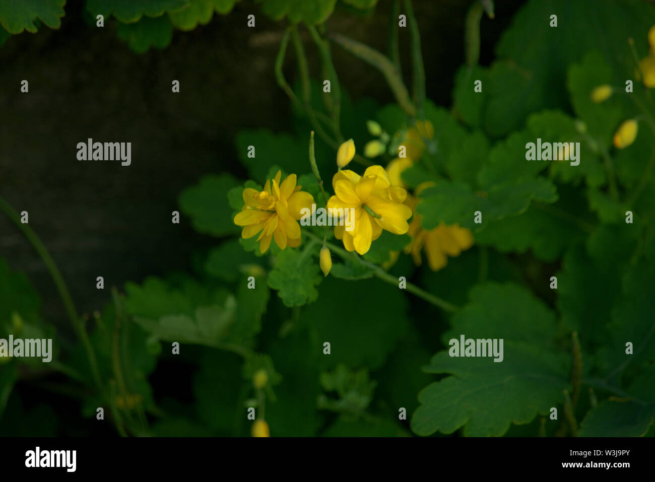Flowers and leaves of greater celandine, a common herb Stock Photo - Alamy