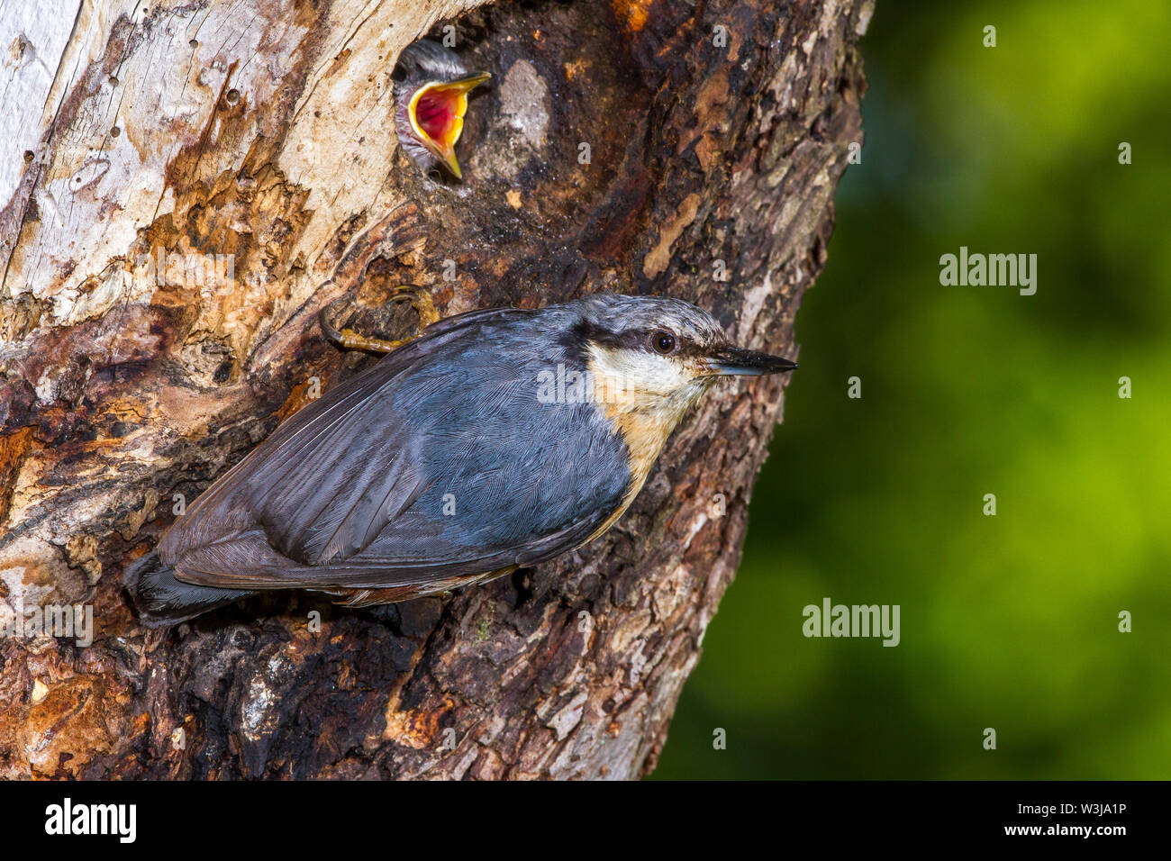 eurasian nuthatch, Kleiber (Sitta europaea Stock Photo - Alamy