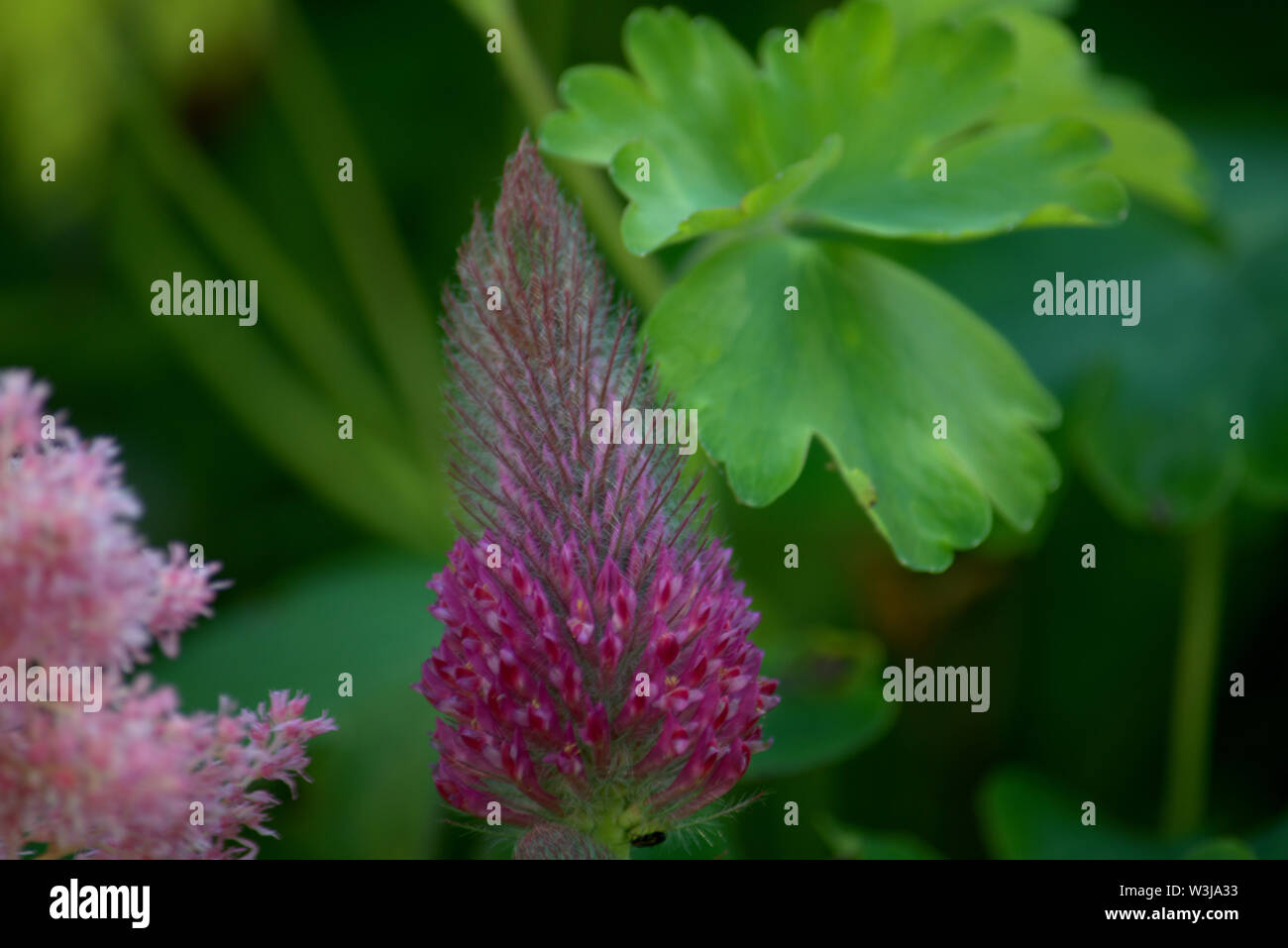 Purple flowers of giant hyssop or agastache, a common herb Stock Photo ...