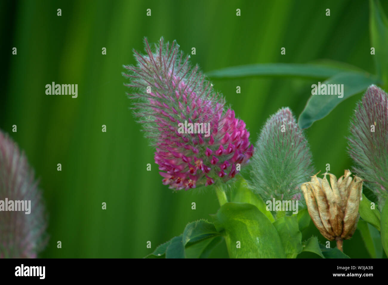 Purple flowers of giant hyssop or agastache, a common herb Stock Photo ...