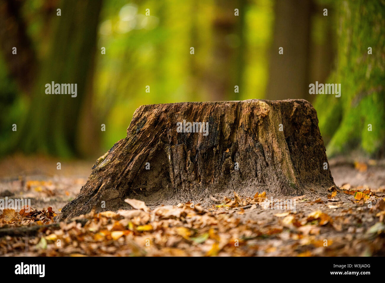 Very old olive tree forest hi-res stock photography and images - Alamy