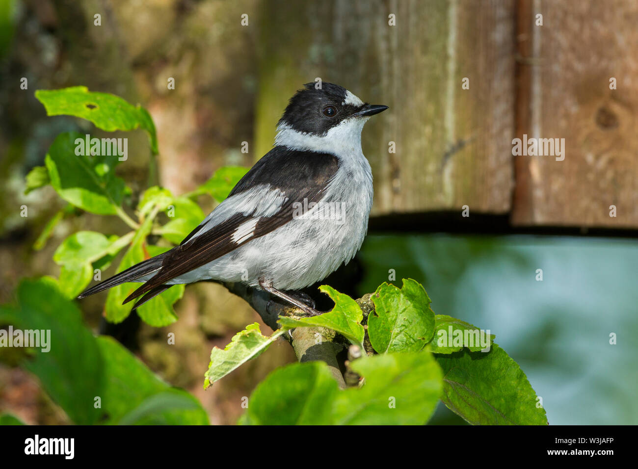 Neckband aviation flycatcher hi-res stock photography and images - Alamy