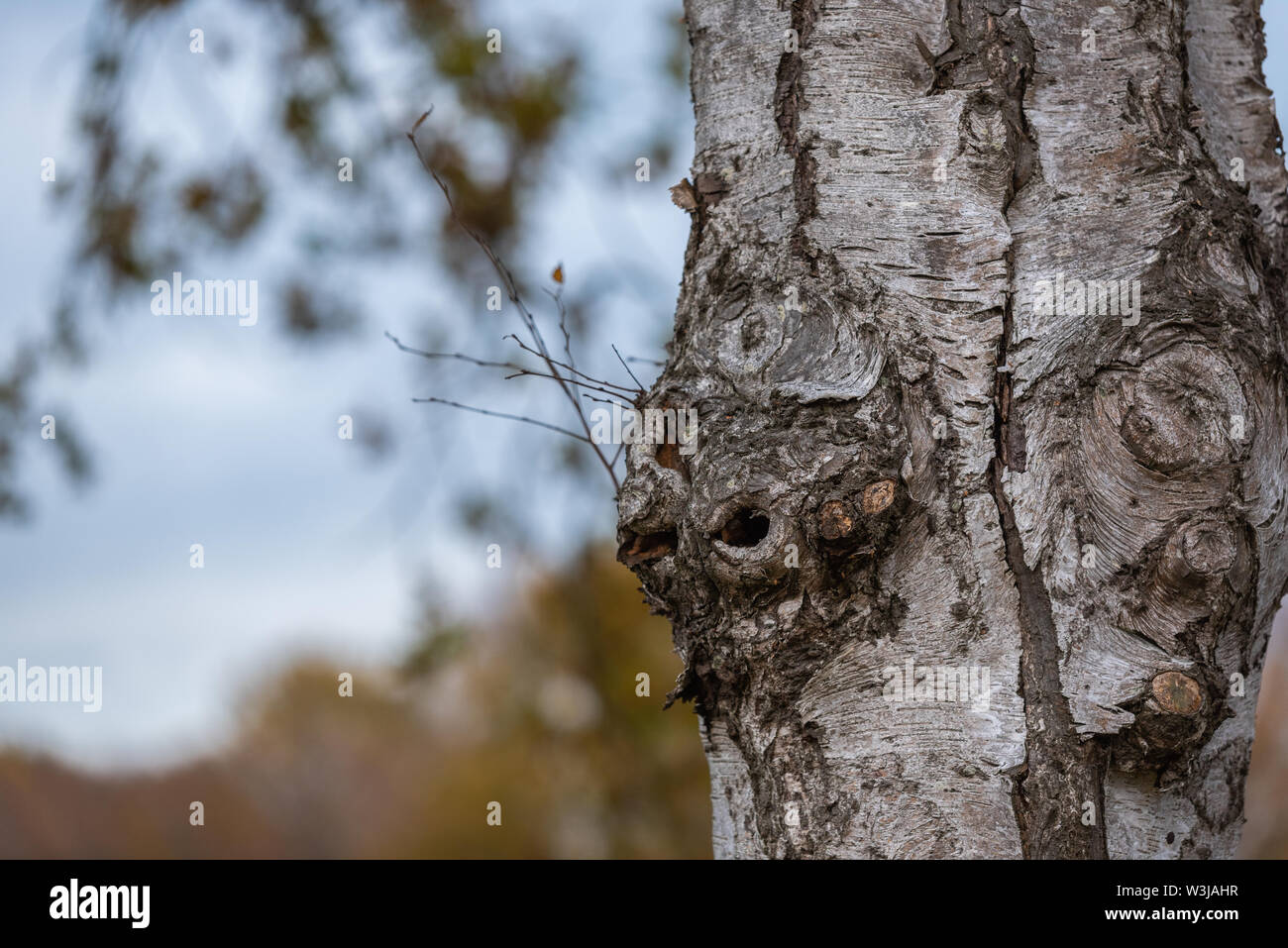 The main focus is on trees in different situations Stock Photo - Alamy