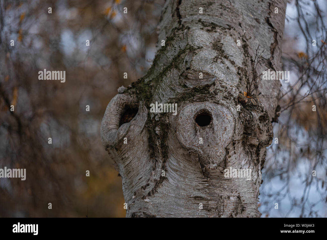 The main focus is on trees in different situations Stock Photo - Alamy