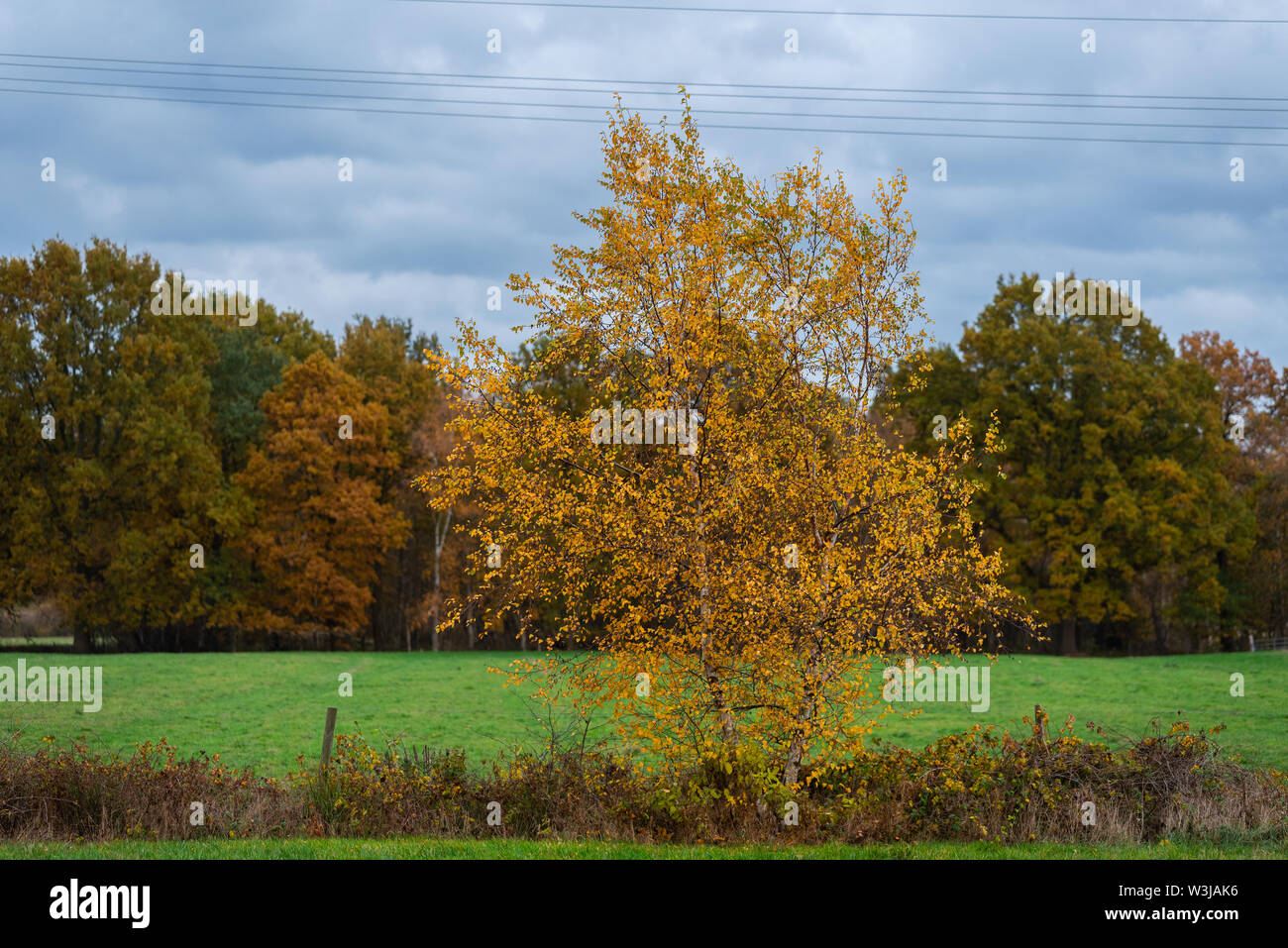 Different trees on the horizon hi-res stock photography and images - Alamy