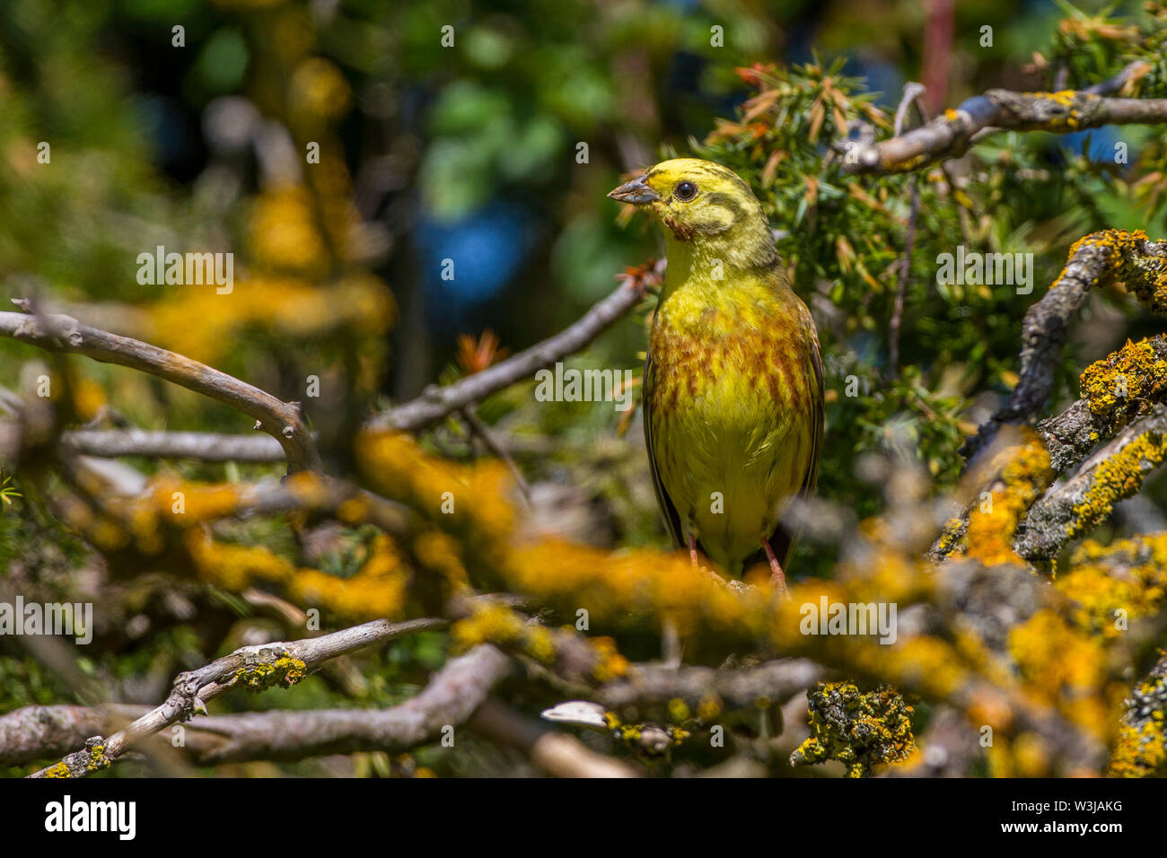 yellowhammer, Goldammer (Emberiza citrinella) Männchen Stock Photo - Alamy