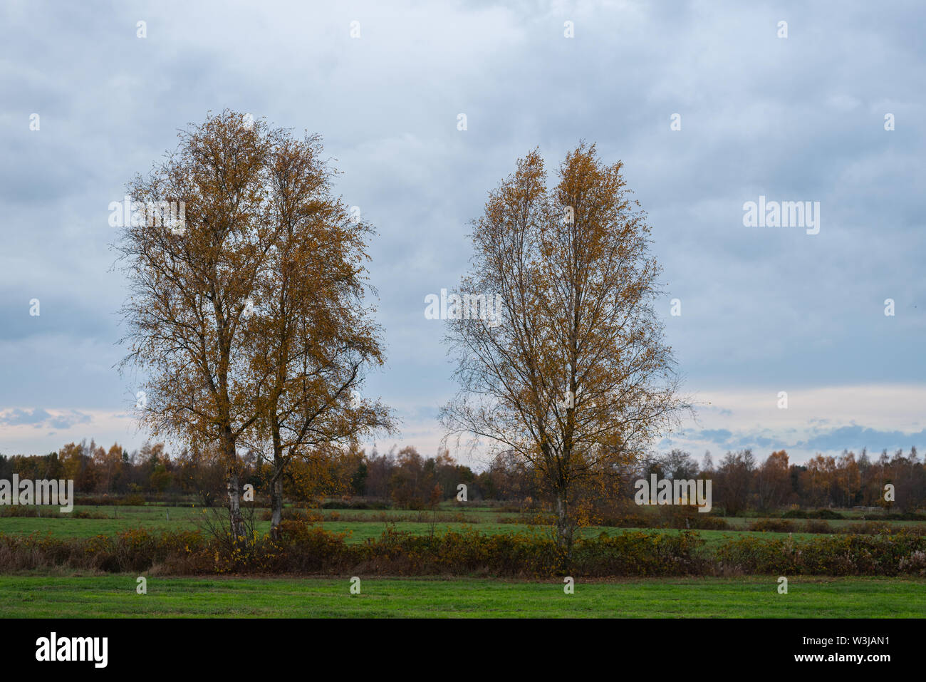 The main focus is on trees in different situations Stock Photo - Alamy