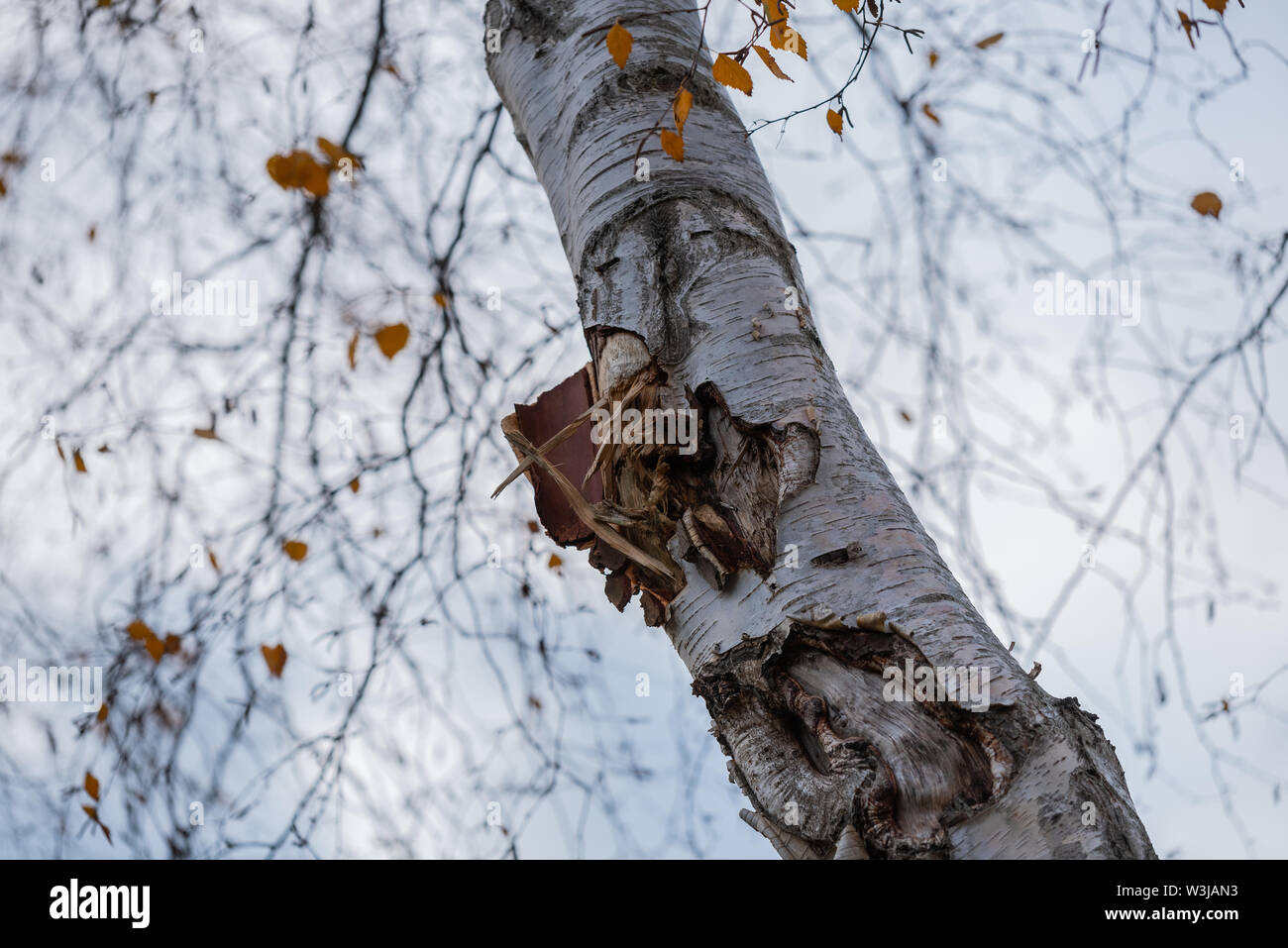 The main focus is on trees in different situations Stock Photo - Alamy