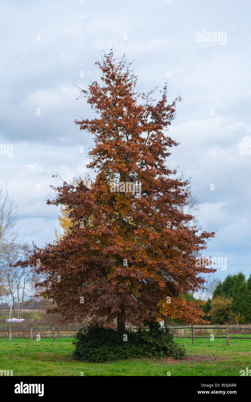 The main focus is on trees in different situations Stock Photo - Alamy