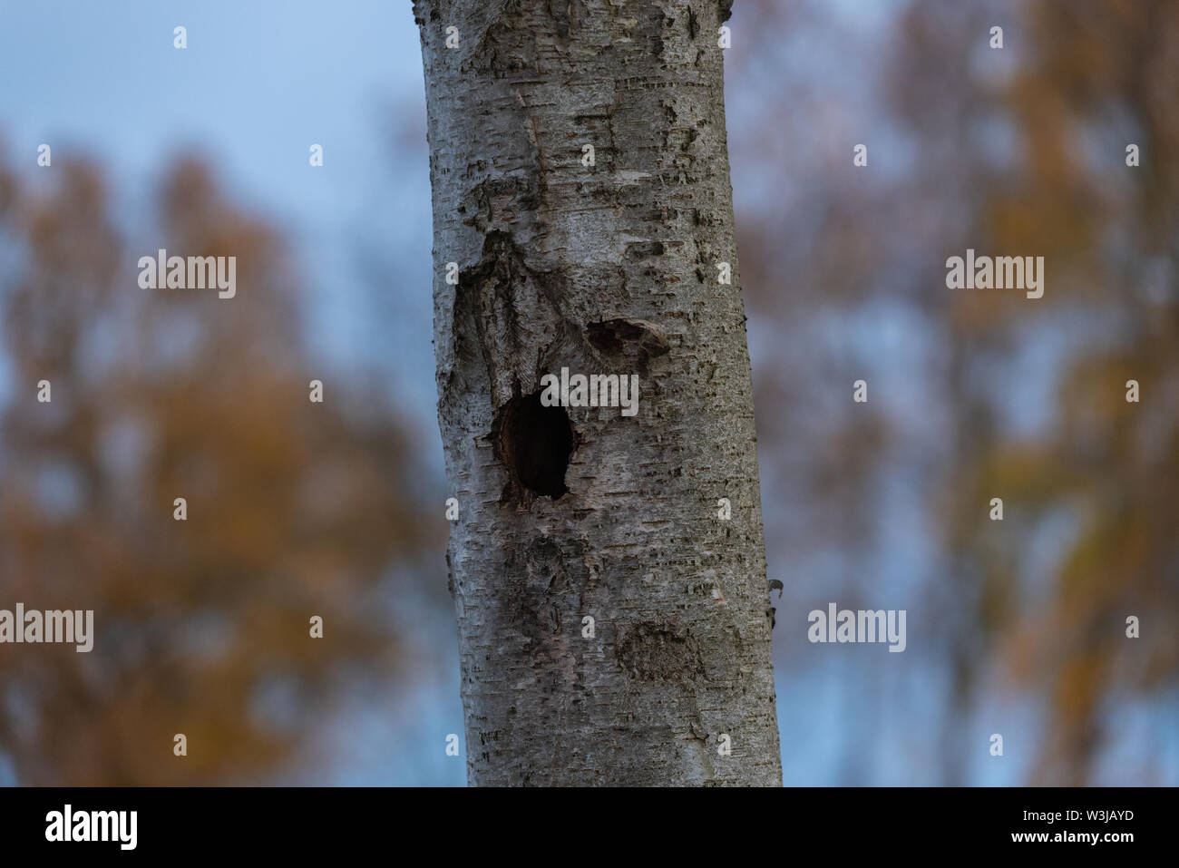 The main focus is on trees in different situations Stock Photo - Alamy