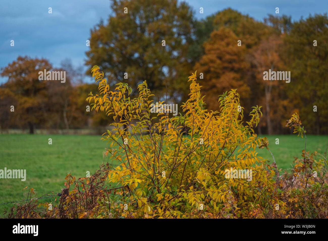 Different trees on the horizon hi-res stock photography and images - Alamy