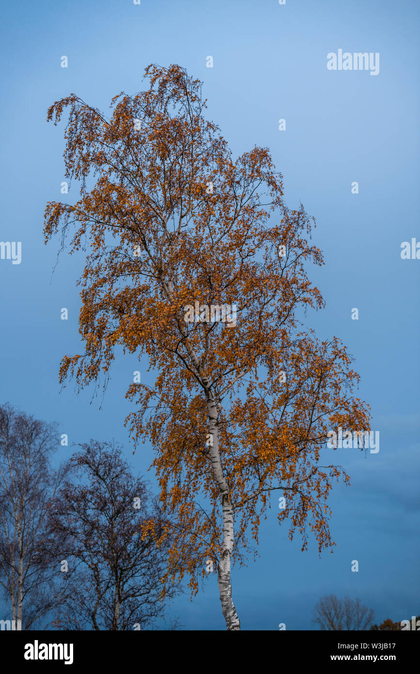 Spring summer autumn winter trees hi-res stock photography and images ...